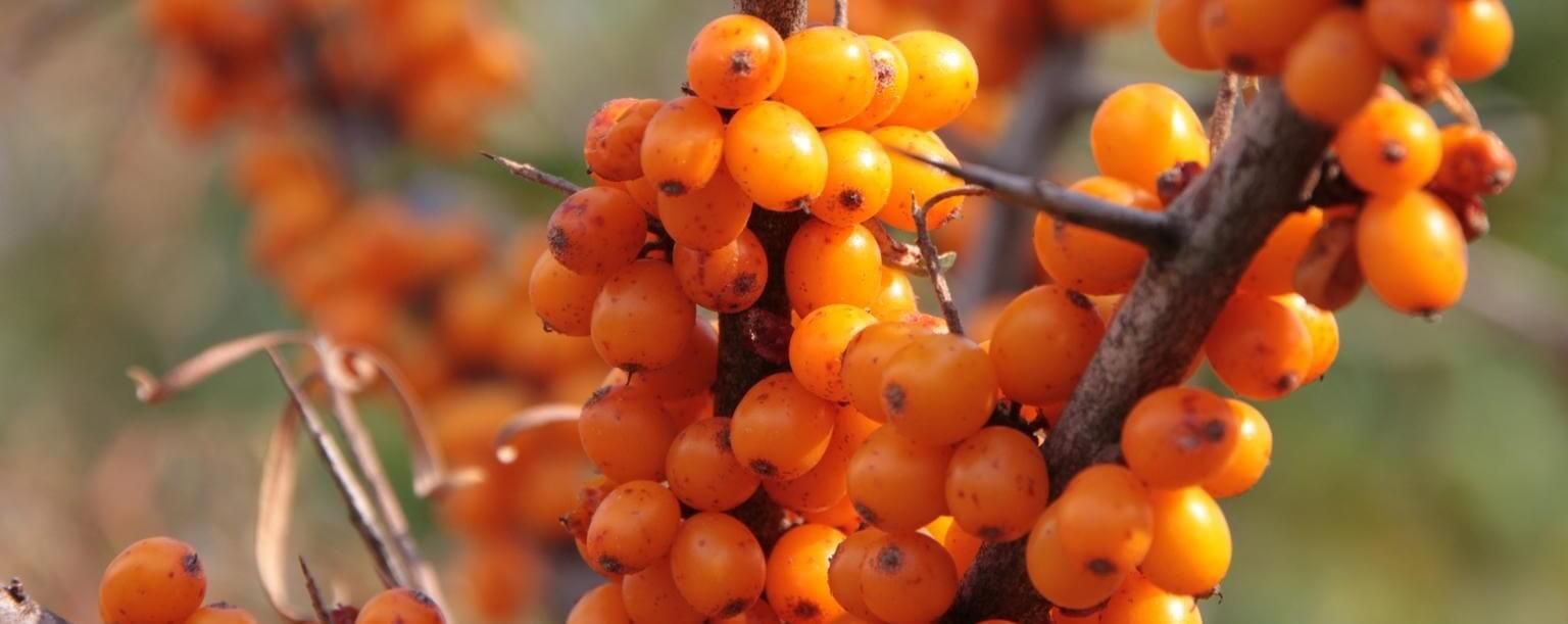 Find gårdbutikker nær dig - Vi har samlet dem alle her på siden | Go Lokalt